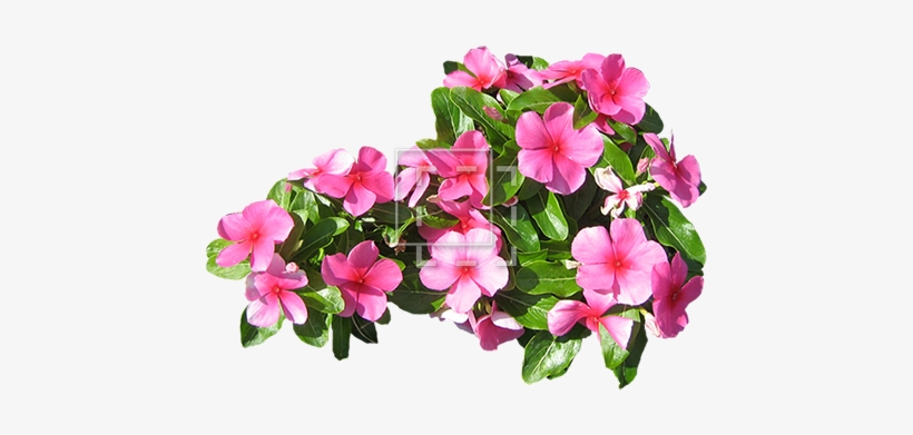 Small Pink Flowers - Small Flower Hd Images Png - 450x450 PNG Download ...