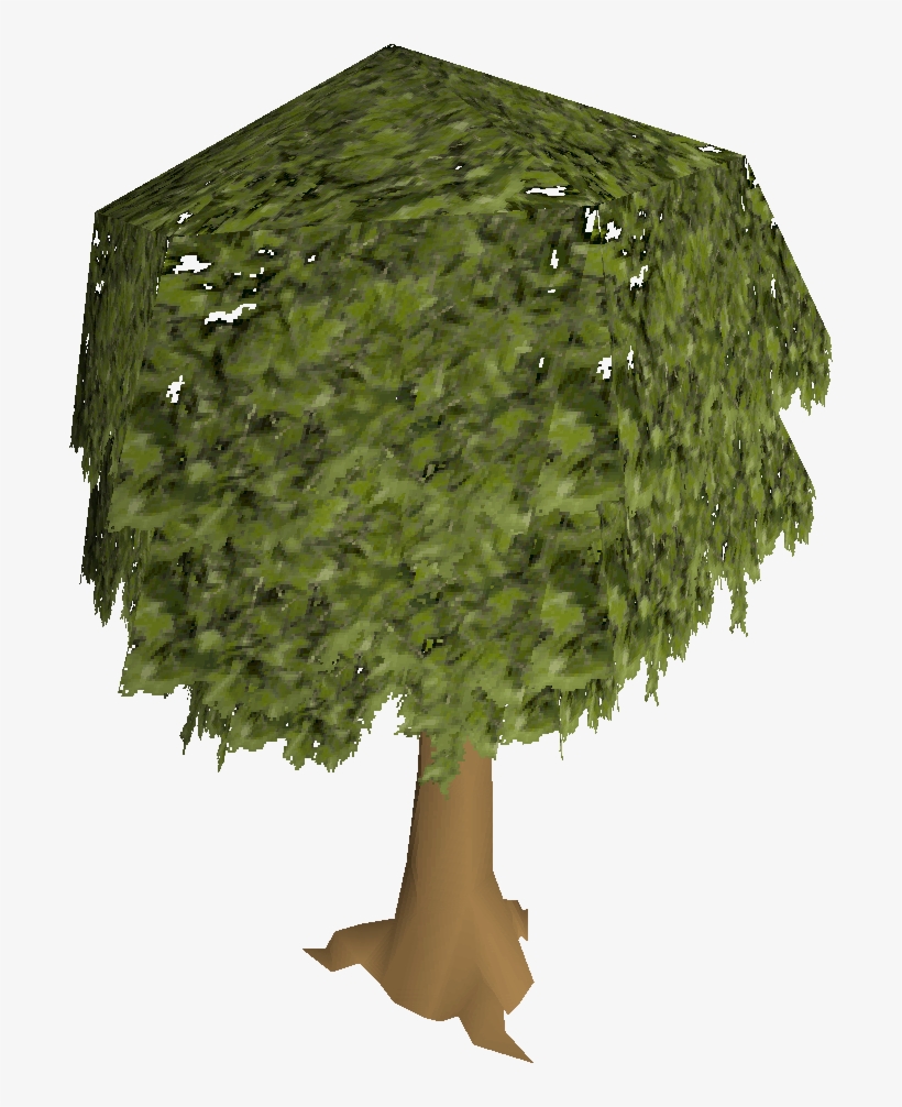 Oak Tree - Wiki - 694x926 PNG Download - PNGkit