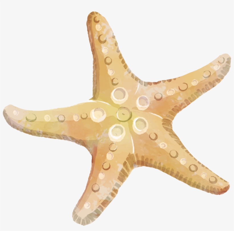 Clipart Star Fish