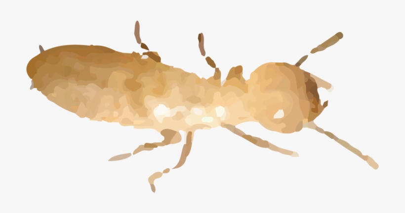 Termites Are Generally White, Almost Translucent And - Termite ...