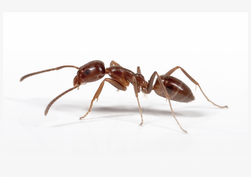 Locally Owned And Operated - Giant Ants California - 800x500 PNG ...