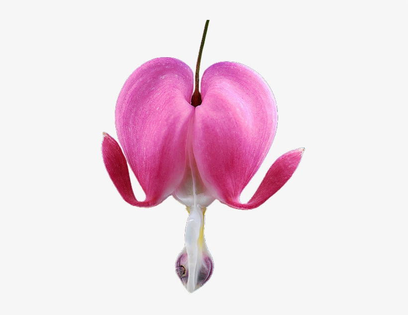 Bleeding Heart - Bleeding Heart Flower Transparent Background - 413x553 ...
