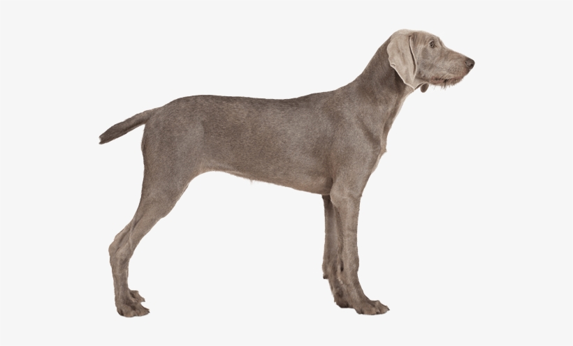 Appearance Of Pointer - Pointer Dog Breeds - 567x489 PNG Download - PNGkit