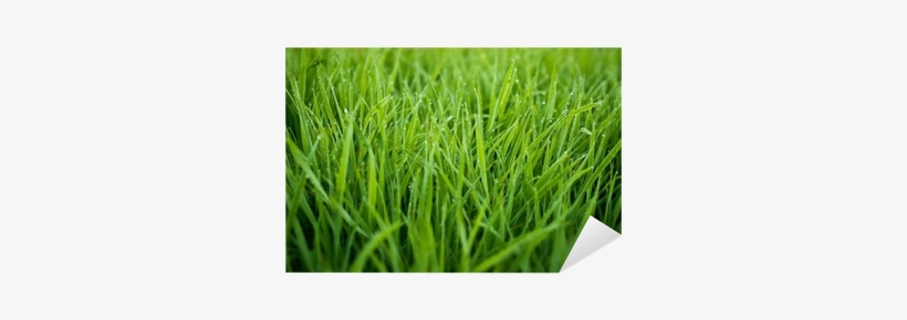 Dew - 400x400 PNG Download - PNGkit