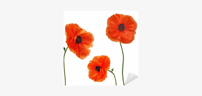 Poppy Transparent White Background - Transparent Background Poppy Png ...