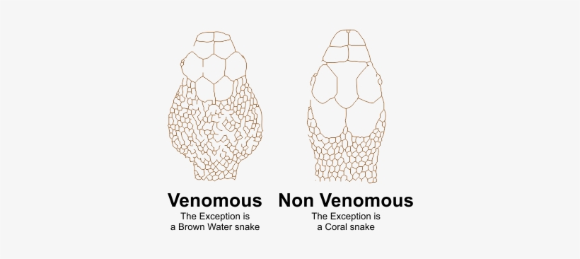 Venomous Snake Identification - Snake Head Shape Poisonous - 400x326 ...