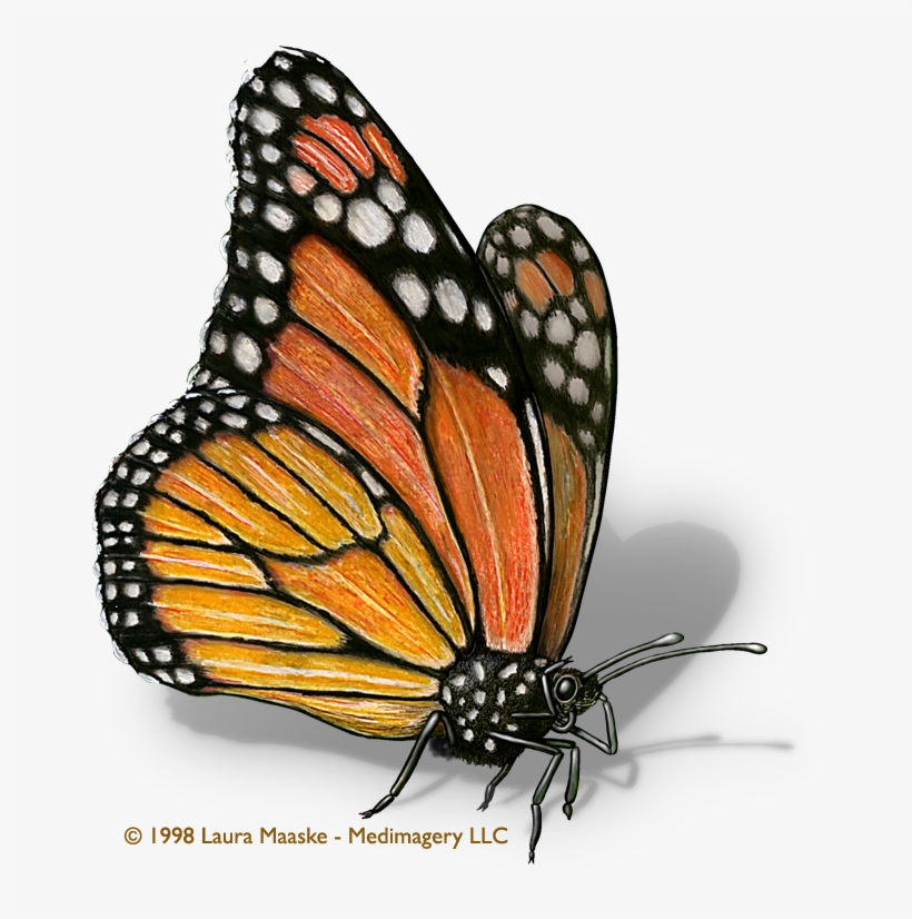 Butterfly Scientific Illustration