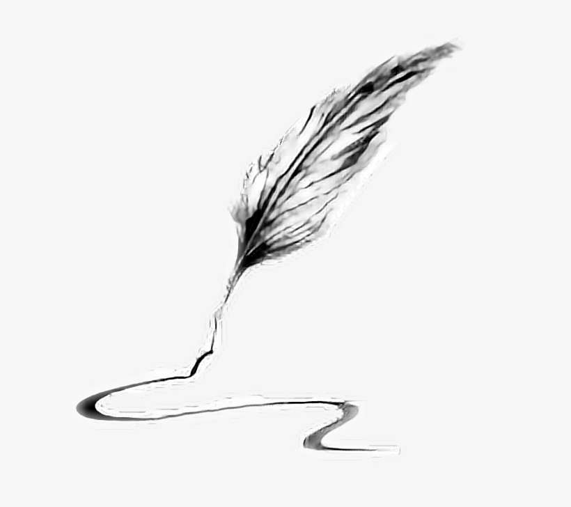 Pluma Writing - 624x648 PNG Download - PNGkit