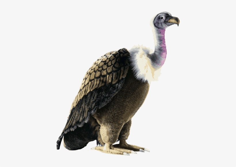 Buzzard - Buzzard Png - 430x500 PNG Download - PNGkit