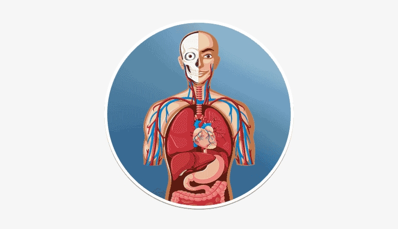 Human Anatomy - Human - 400x400 PNG Download - PNGkit