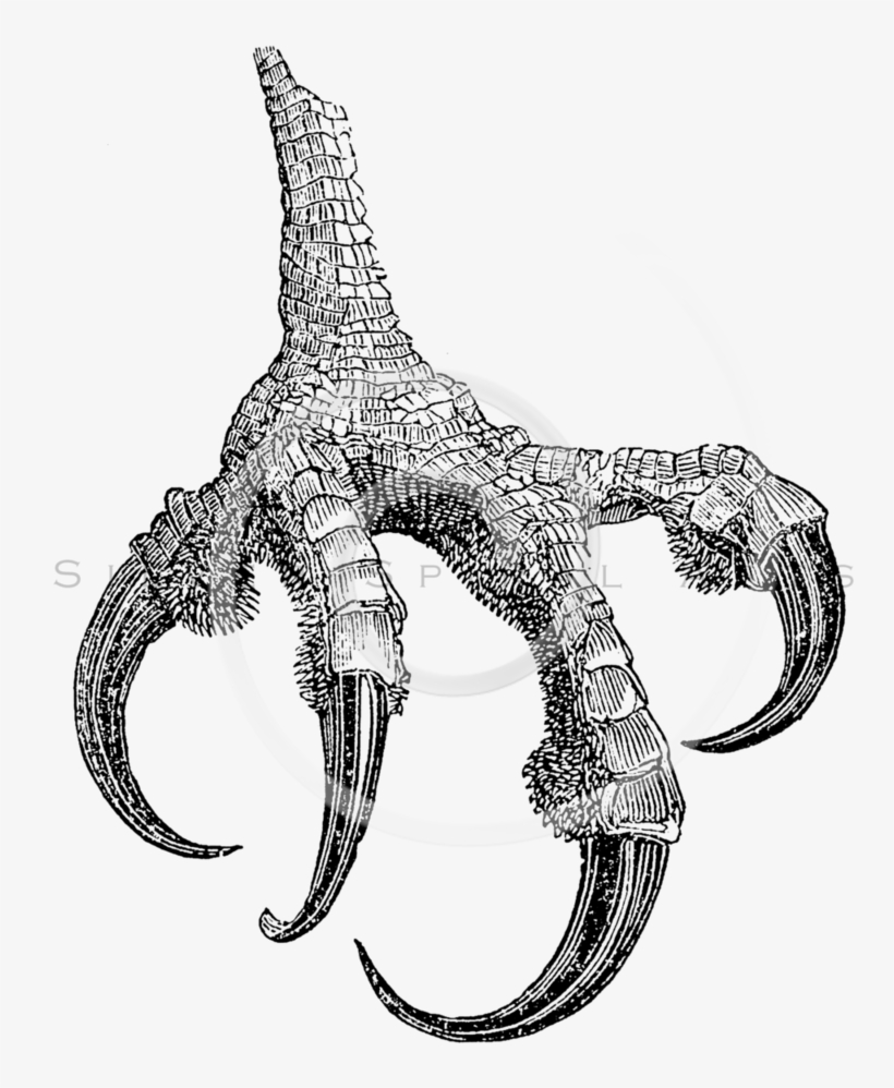 Png Transparent Images Pluspng - Bird Claw - 762x960 PNG Download - PNGkit