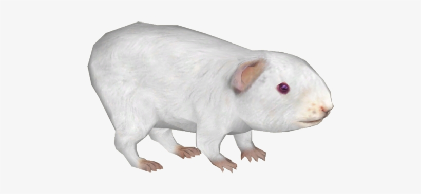 Guinea Pig 5 - Cuy Png - 480x480 PNG Download - PNGkit