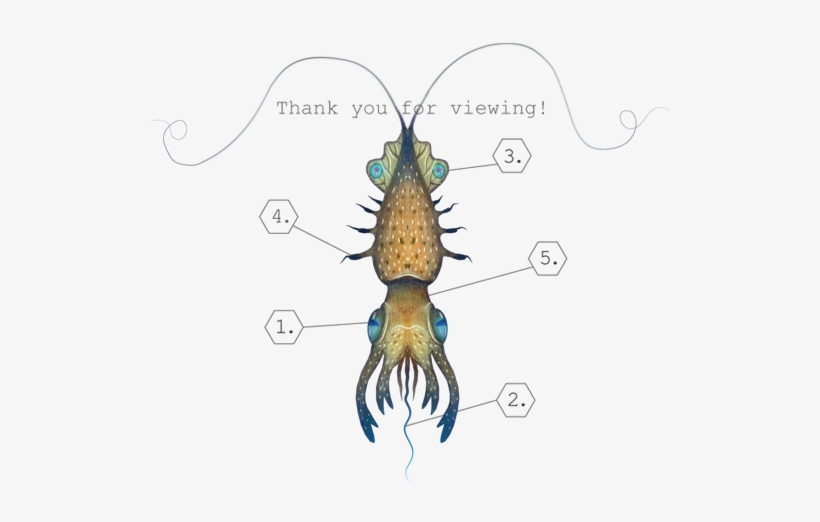Thank You - Squid - 600x454 PNG Download - PNGkit