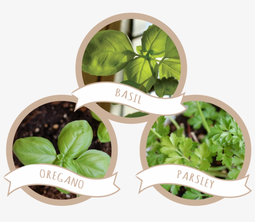 Tri-herb Seed Paper Blend - Basil - 1108x674 PNG Download - PNGkit