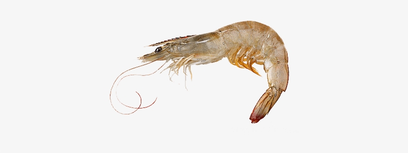 Grey Shrimp - White Shrimp From Gulf Of Mexico - 400x400 PNG Download ...