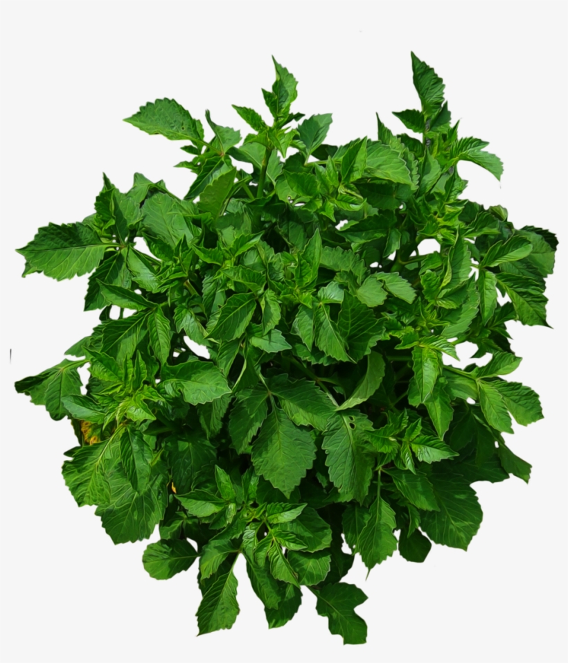 Free Shrub Png Plan View - Plants Plan View Png - 1024x1149 PNG ...