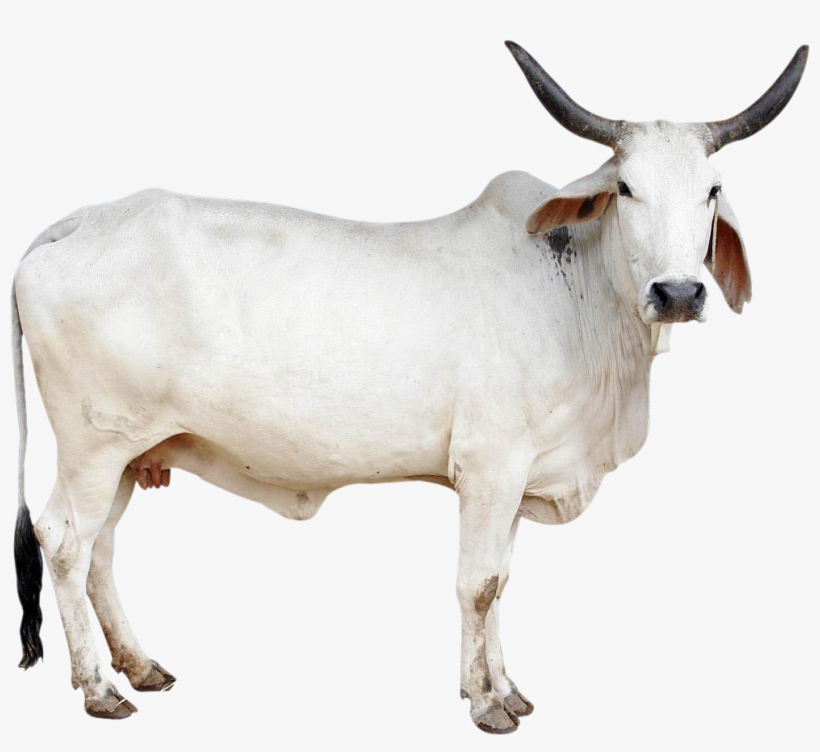 Cow Png Image - Mother Organic Cow Ghee 1 Kg - 991x861 PNG Download ...