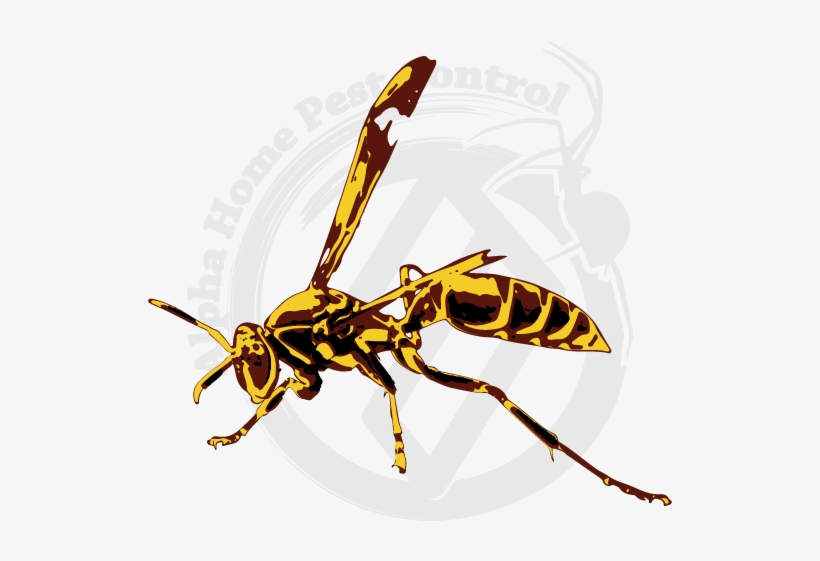 Paper Wasp Image Gallery - Paper - 570x570 PNG Download - PNGkit