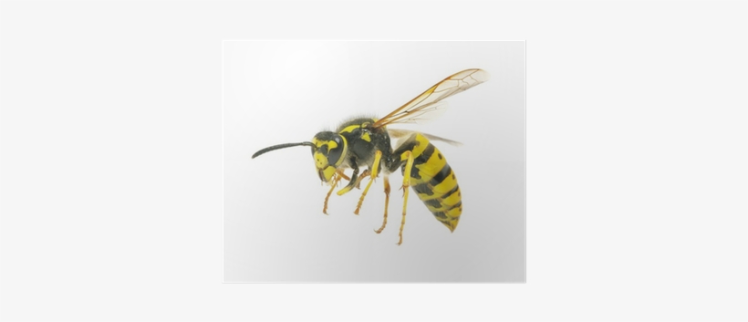 Wasp Flying - 400x400 PNG Download - PNGkit