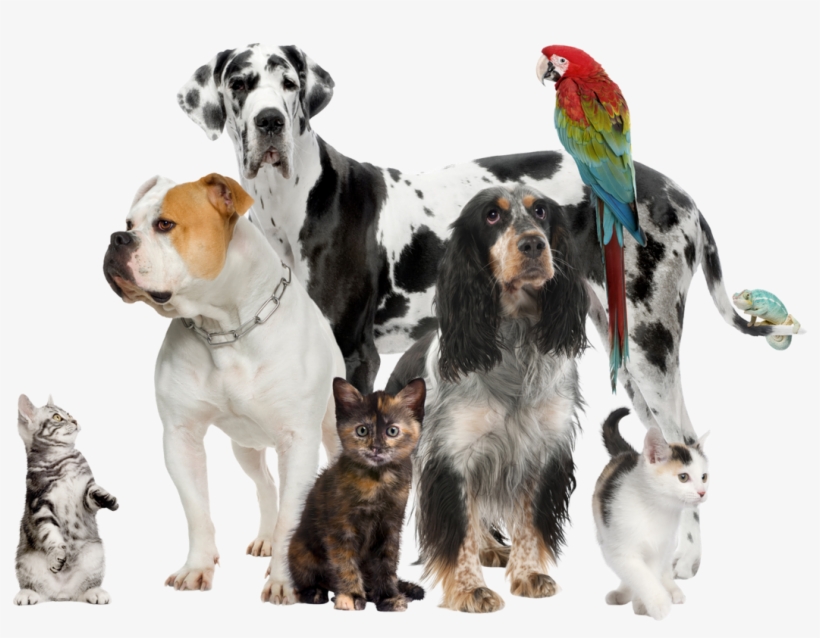 Pets - Pets In A Group - 1080x1080 PNG Download - PNGkit