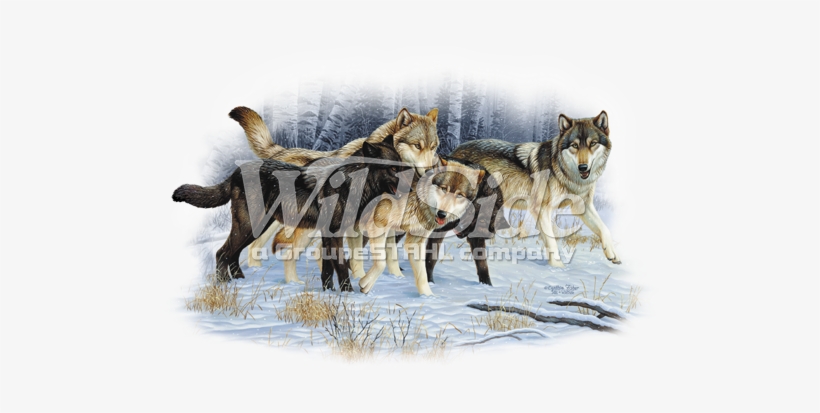 Wolf Pack In The Snow - Awesome Wolves In Wolf Pack In Snow Woods Scene ...