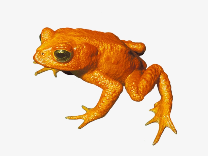 Golden Toad Png, Toad Clip Art Png - Golden Toad Transparent Background ...