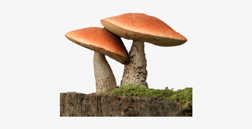 Fungi Transparent - 431x350 PNG Download - PNGkit