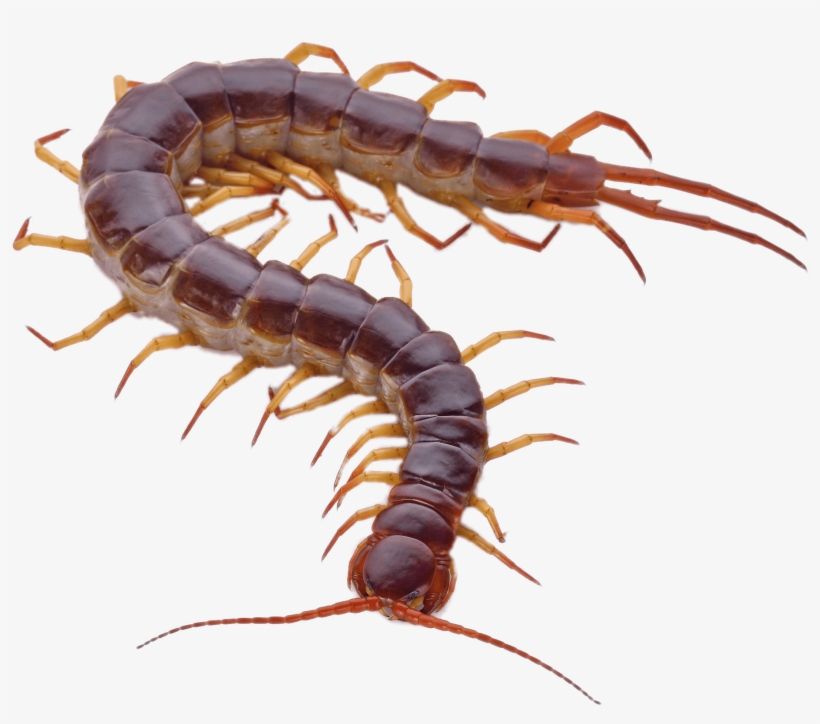 Brown Centipede With Orange Legs - Gom Insect - 3000x3000 PNG Download ...