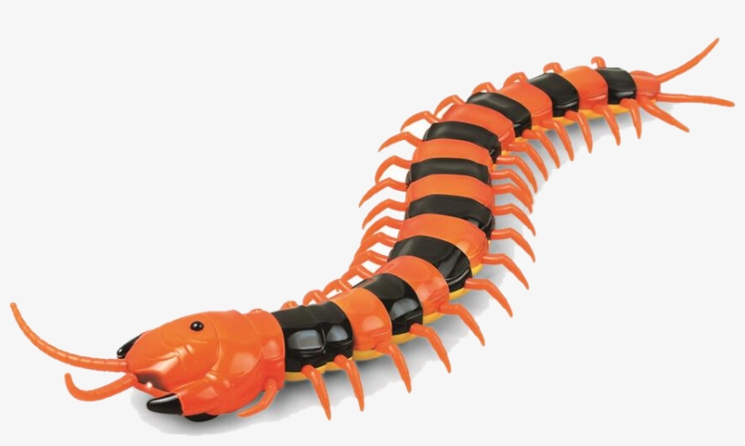 Electric Rc Centipede Fake Remote Control Animal Prank - Innovation ...