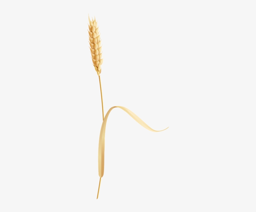 Wheat Png - Wheat Ear Png - 276x600 PNG Download - PNGkit
