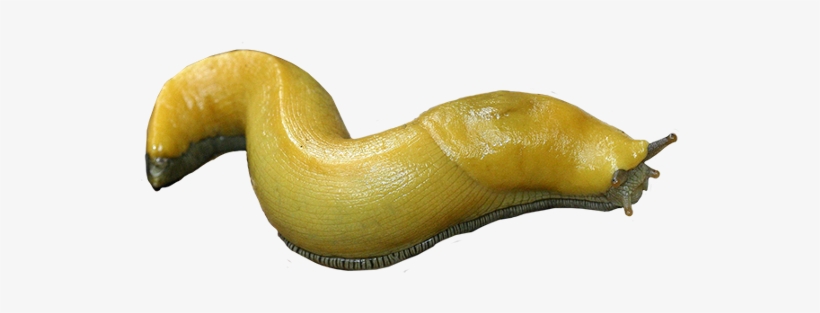 Slug Bug Bugs Freetoedit - Banana Slug Transparent - 539x240 PNG ...