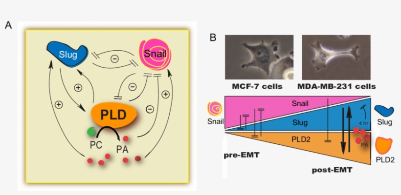 Download Transparent E Model Of Pld Regulation By Slug And Snail ...