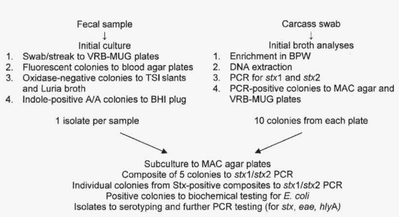 Outline Of Procedures For Identifying Shiga Toxin-producing ...