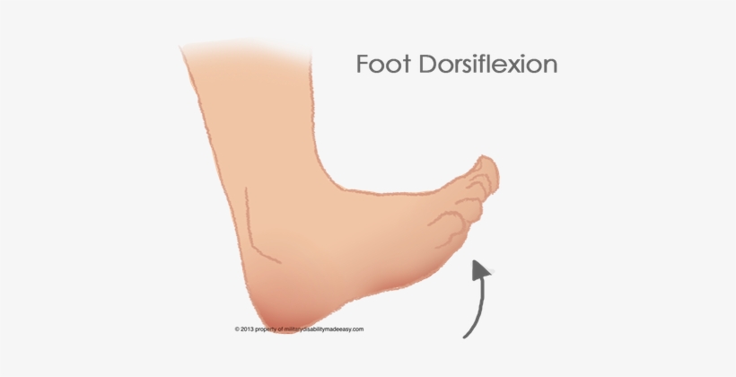 Foot Dorsiflexion 6 - Dorsiflexion At The Ankle - 432x341 PNG Download ...