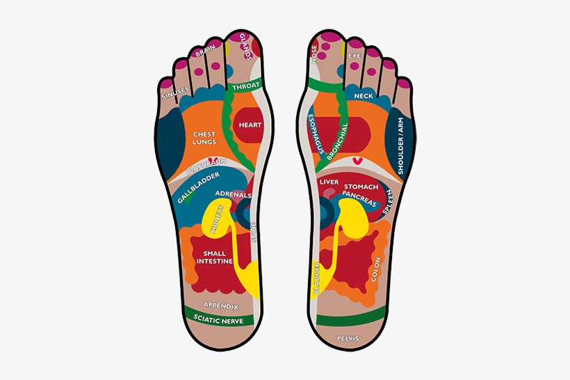 Download Transparent Foot Reflexology (quick Reference Guide) - PNGkit