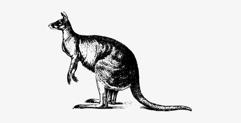 Cat Red Kangaroo Drawing Marsupial - Canguro Blanco Y Negro - 490x340 ...