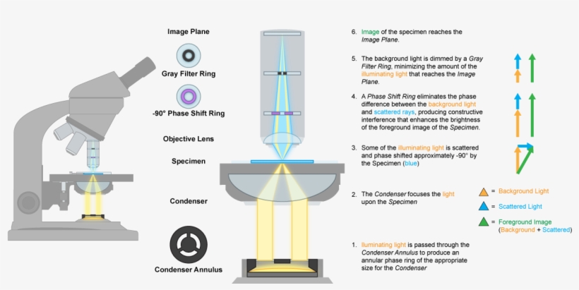 Phase Contrast Microscope Mechanics - Microscope - 1200x600 PNG ...