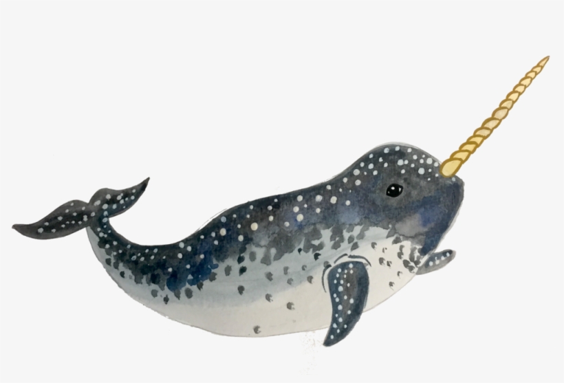 Narwhal - 1000x639 PNG Download - PNGkit