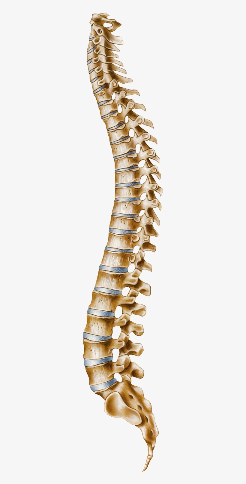 Human Vertebral Column Atlas Clip Transparent Download - Columna ...