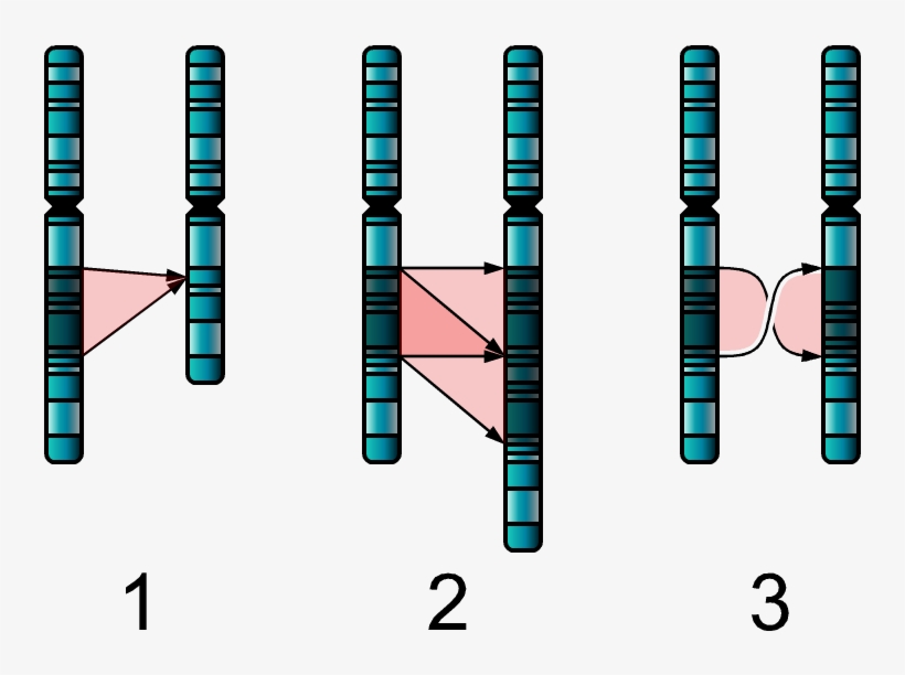 Single Chromosome Mutations - Chromosome Mutation - 752x544 PNG ...