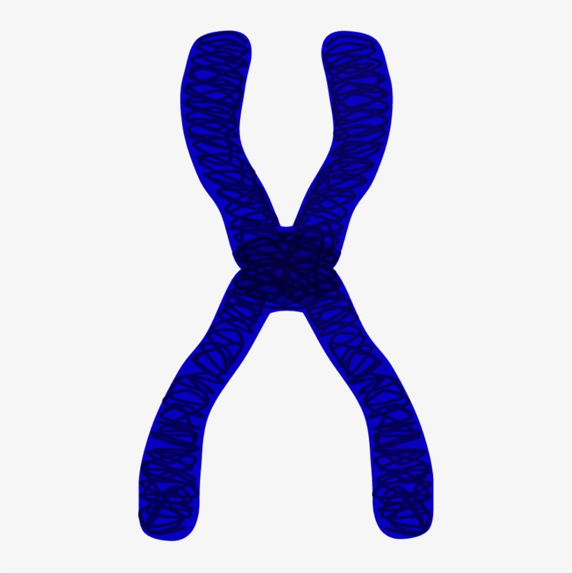 Clipart Black And White Library Edupic Cell Drawings - Chromosome Clip ...