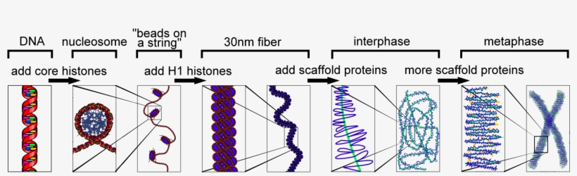 Download Transparent Successive Stages Of Chromosome Compaction Depend ...