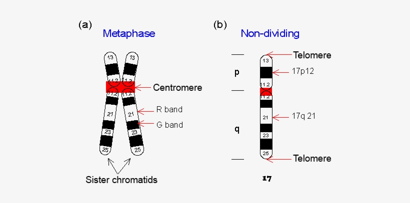 Schematic Drawing Of Chromosomes - Labeled Chromosome - 511x334 PNG ...