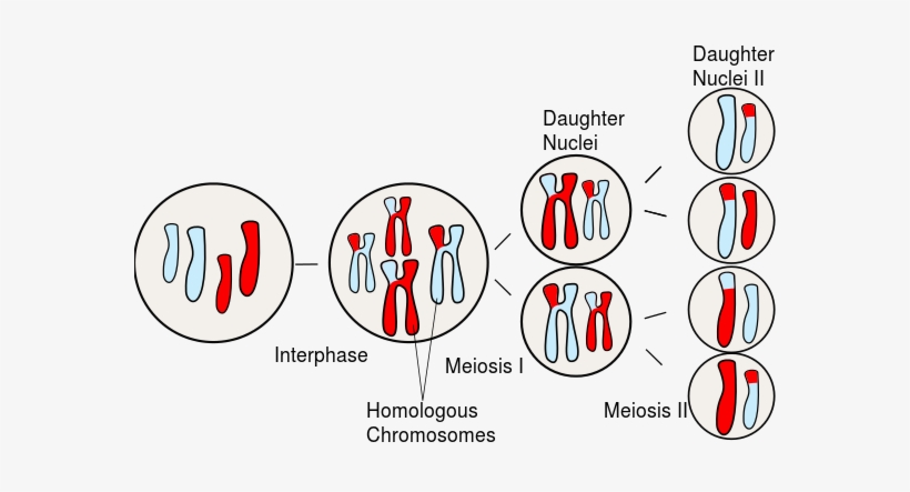 Homologous Chromosome - Homologous Chromosomes In Meiosis - 578x363 PNG ...