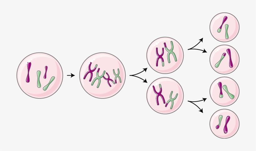 Genetics - Chromosome - Circle - 714x406 PNG Download - PNGkit