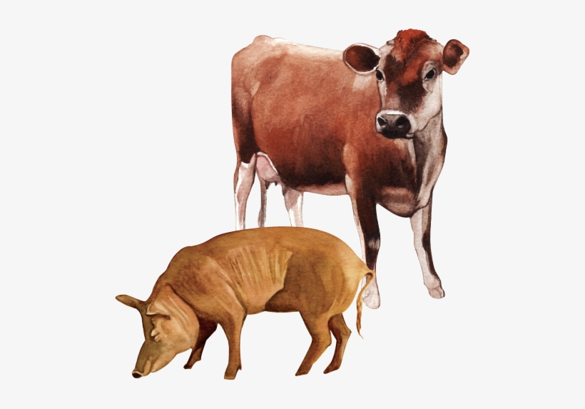 Animals - Learning - 498x493 PNG Download - PNGkit