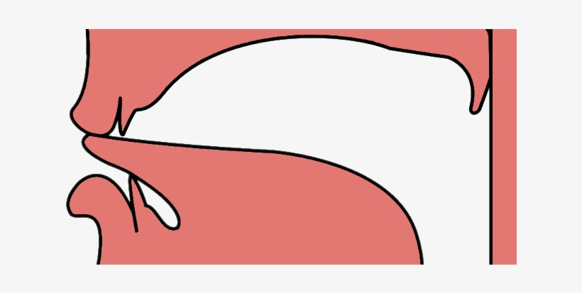 Linguolabial Stop - Fricative - 644x332 PNG Download - PNGkit