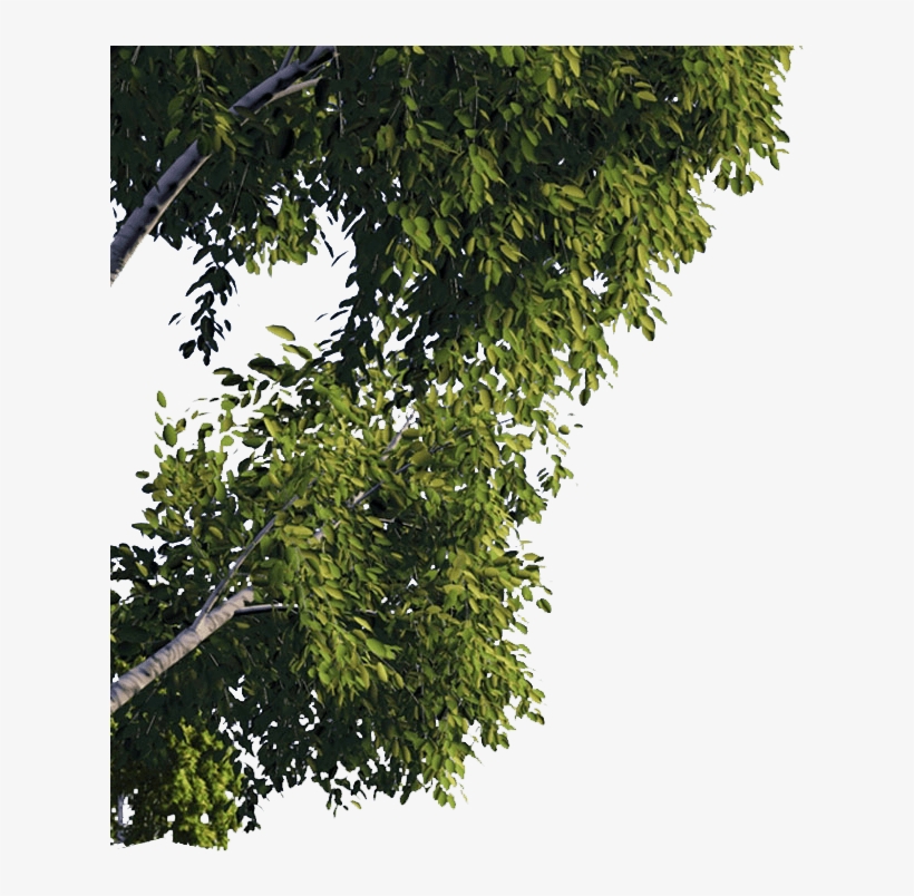 3d175e31 239 Kb - Tree Overlay Png - 675x759 PNG Download - PNGkit