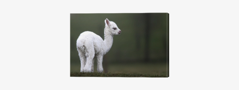 Blue Ridge Mountain Consumers - 400x400 PNG Download - PNGkit