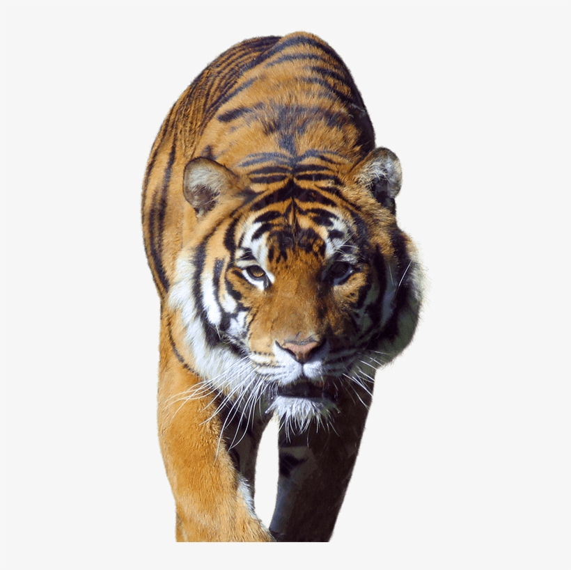 Walk On The Wildside - Tiger - 515x739 PNG Download - PNGkit